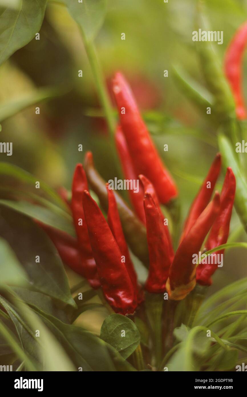 Asian Hot Pepper from Korea Shallow DOF Stock Photo - Alamy