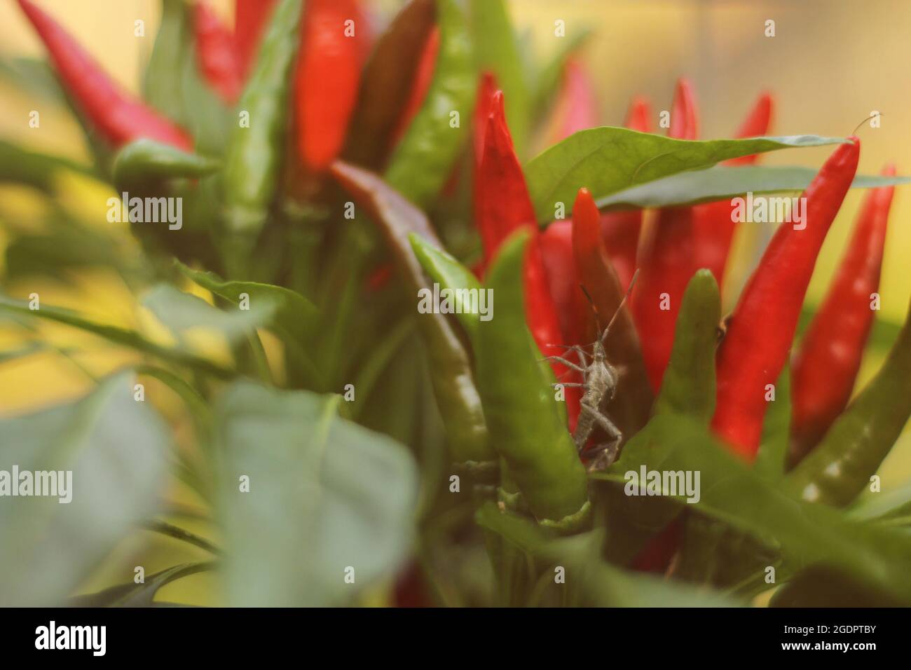 Asian Hot Pepper from Korea Shallow DOF Stock Photo - Alamy