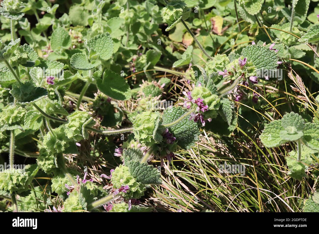 Ballota hirsuta Greek horehound – tiered whorls of purple flowers and ...