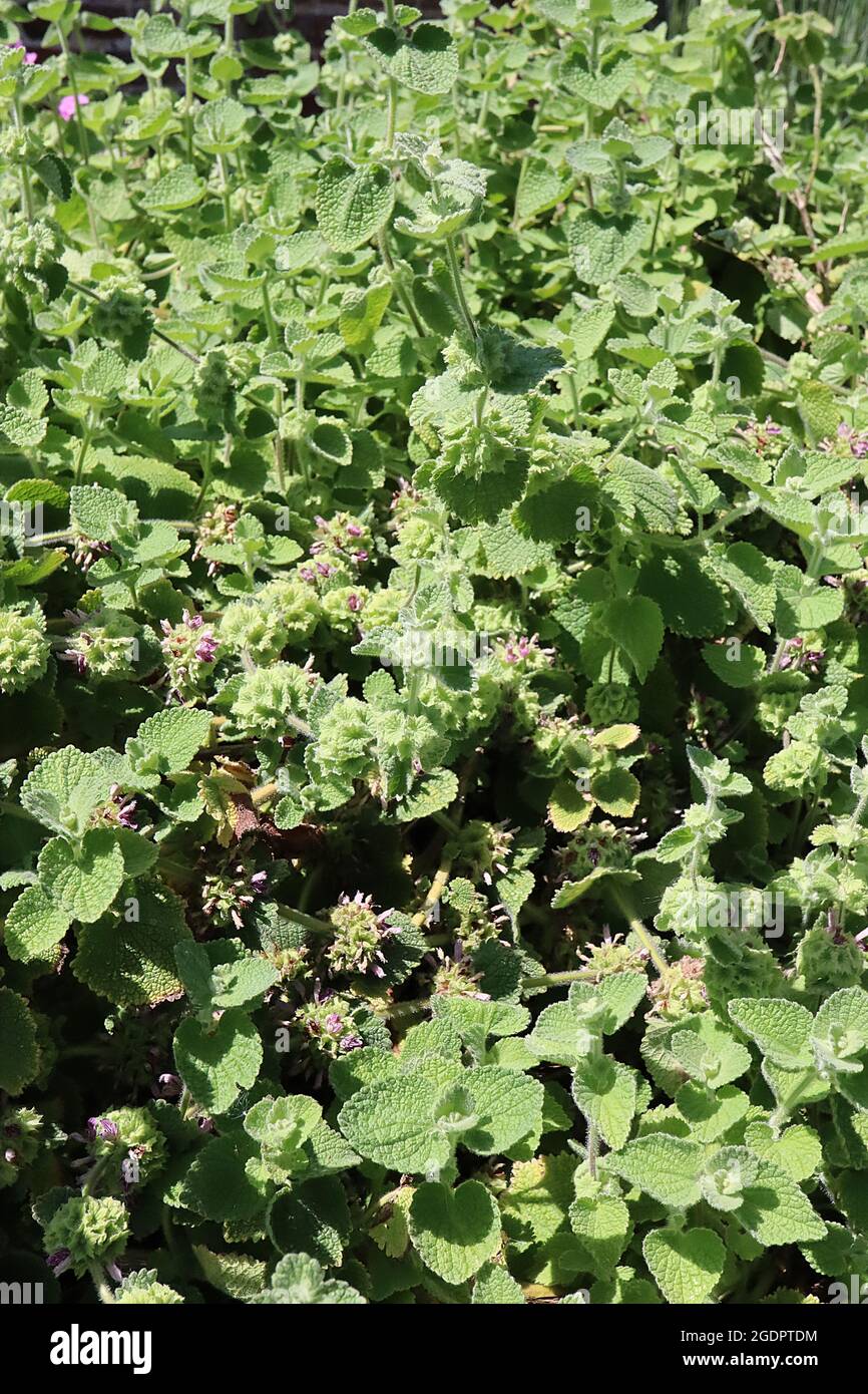 Ballota hirsuta Greek horehound – tiered whorls of purple flowers and ...