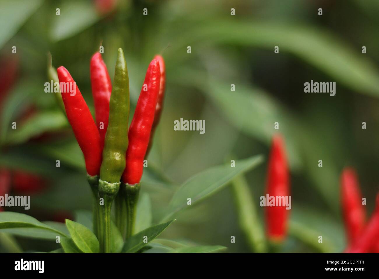 Asian Hot Pepper from Korea Shallow DOF Stock Photo - Alamy