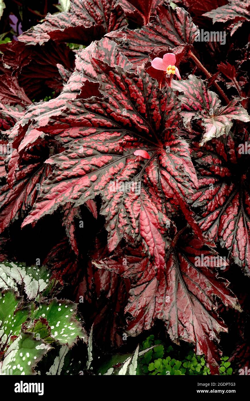 Begonia ‘Merrymaker’ Large wrinkled deeply lobed brown black leaves ...