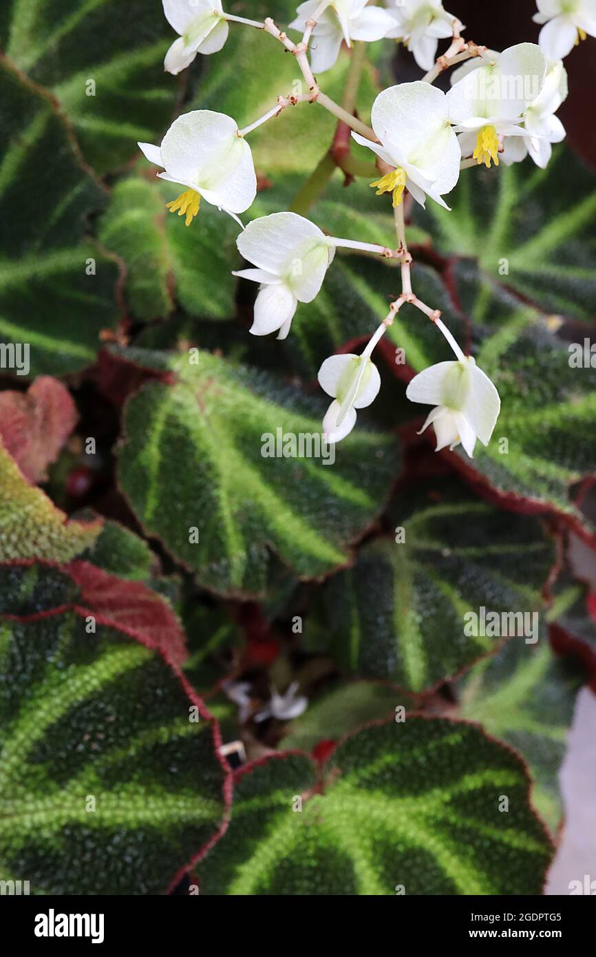 Begonia soli-mutata sun-changing begonia – loose clusters of white ...