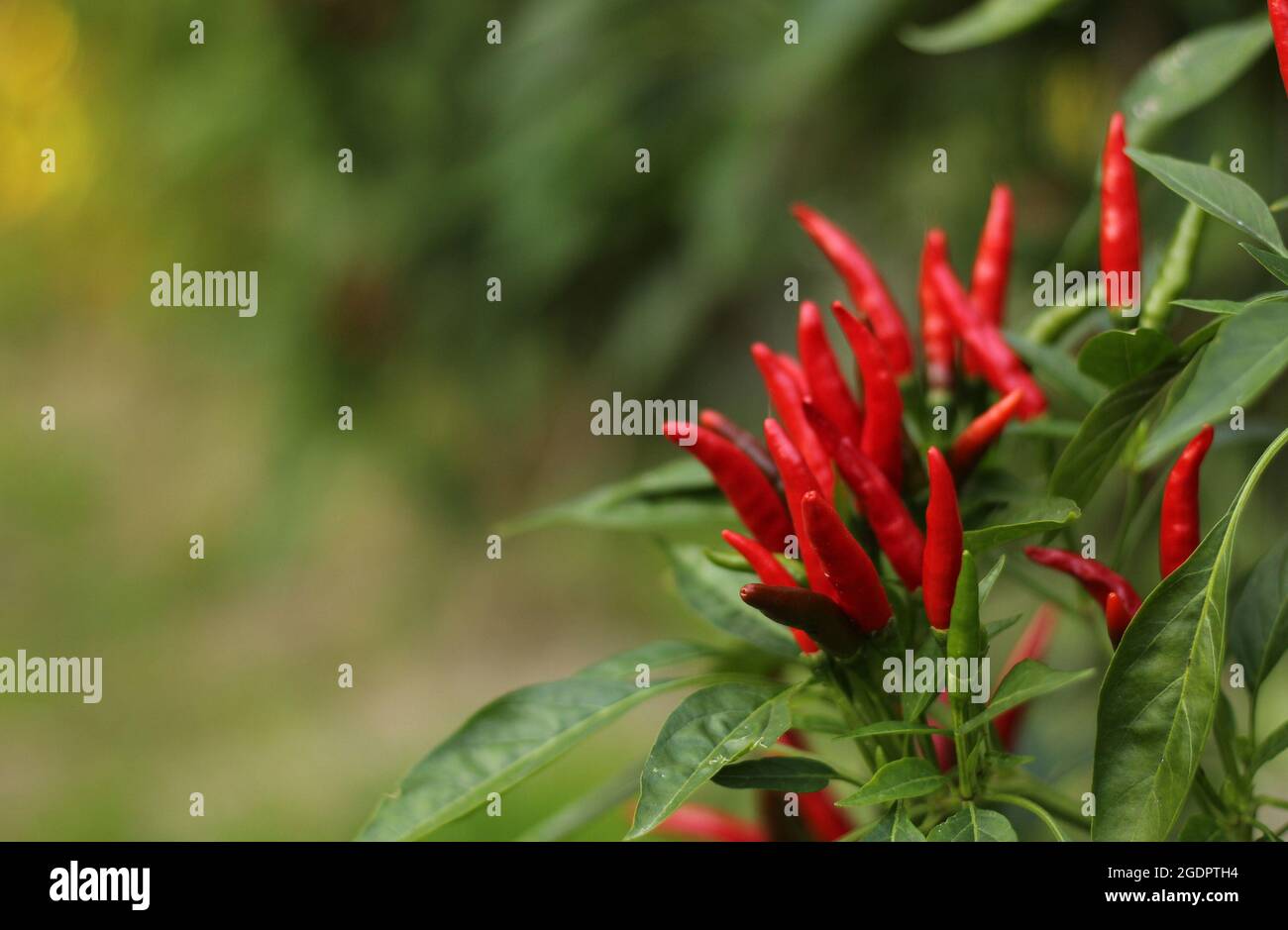 Asian Hot Pepper from Korea Shallow DOF Stock Photo - Alamy