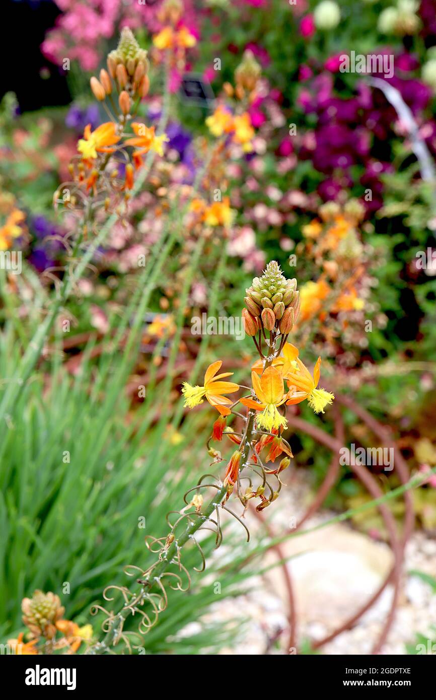 Bulbine frutescens bulbine hi-res stock photography and images - Alamy