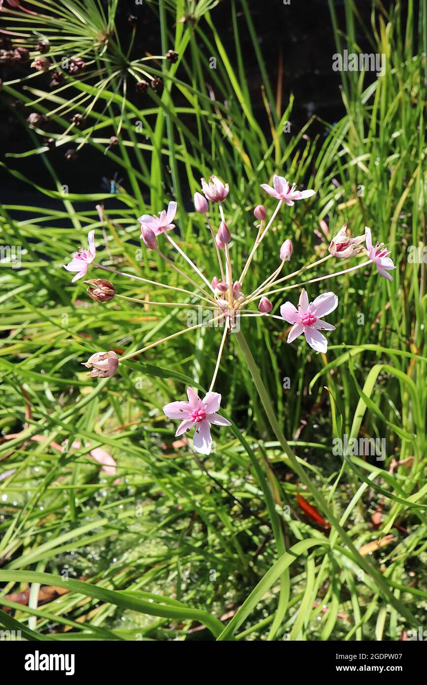 Butomus umbellatus flowering rush – pale pink flowers with deep pink ...
