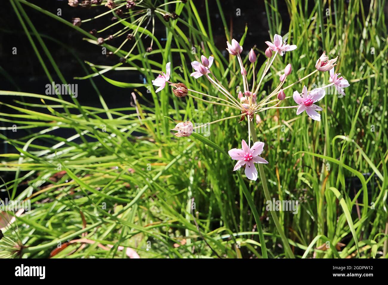 Butomus umbellatus flowering rush – pale pink flowers with deep pink ...