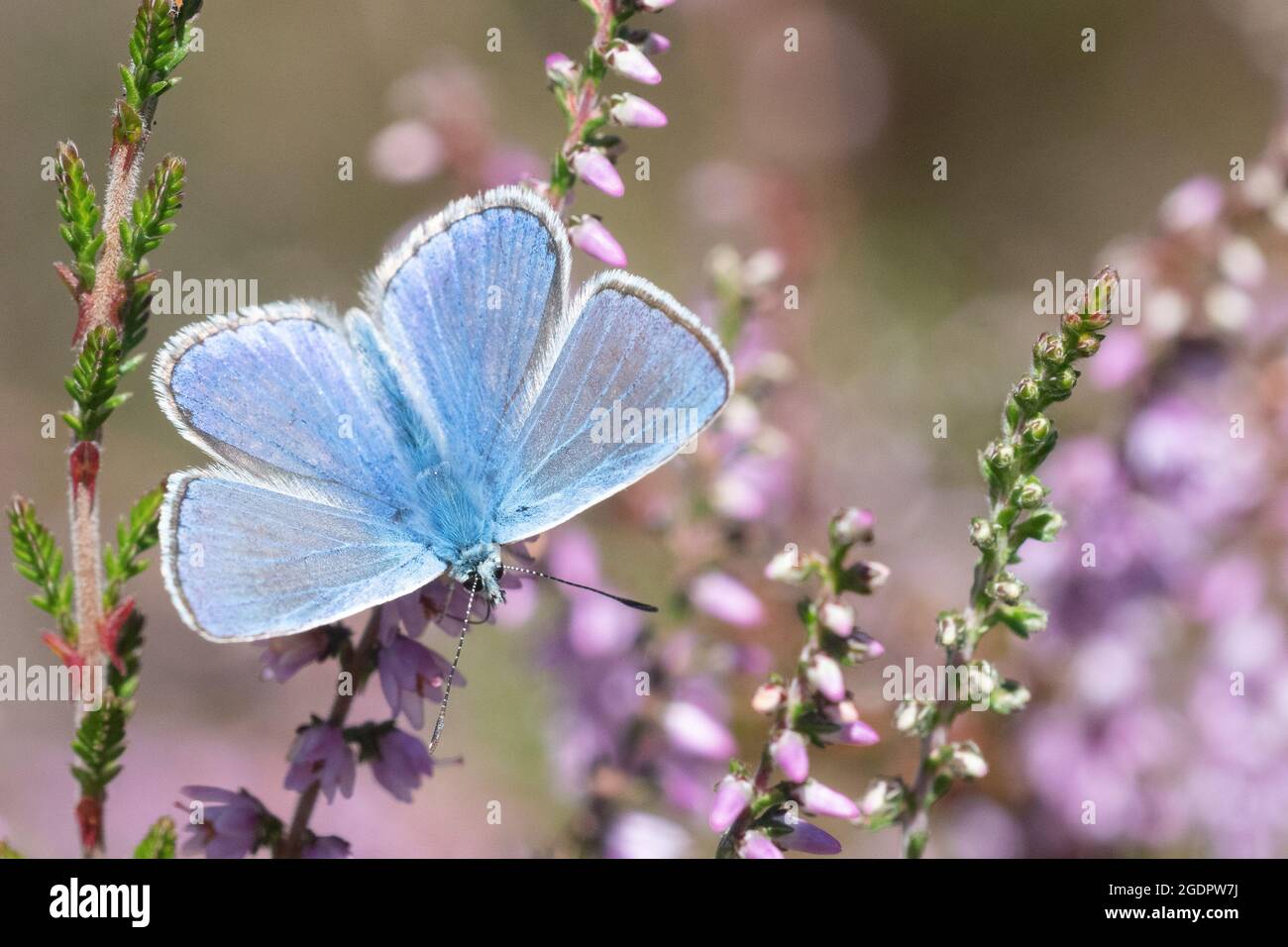 Common blue butterfly on Southampton Common Stock Photo - Alamy