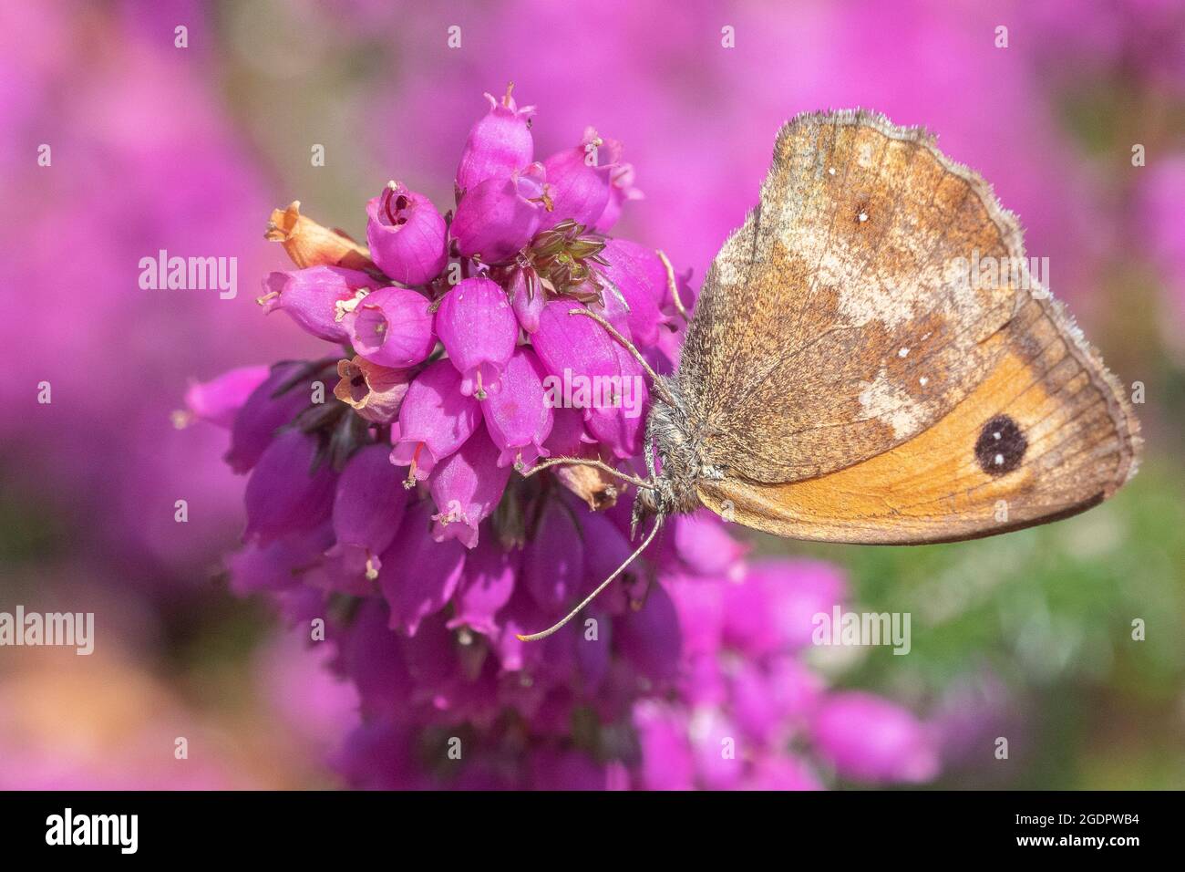 Gatekeeper butterfly on heather Stock Photo - Alamy