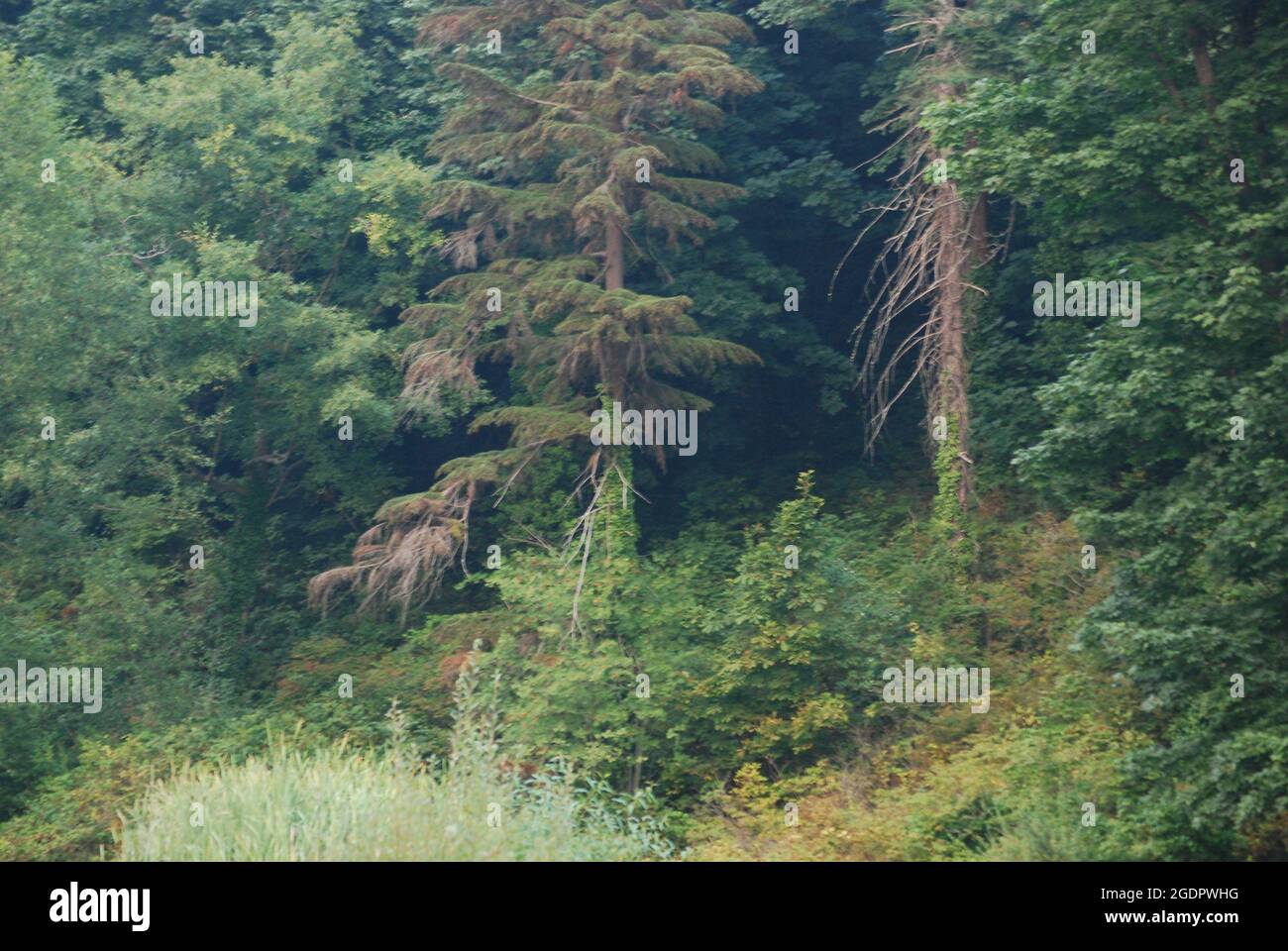 Edge of the Forest Stock Photo - Alamy