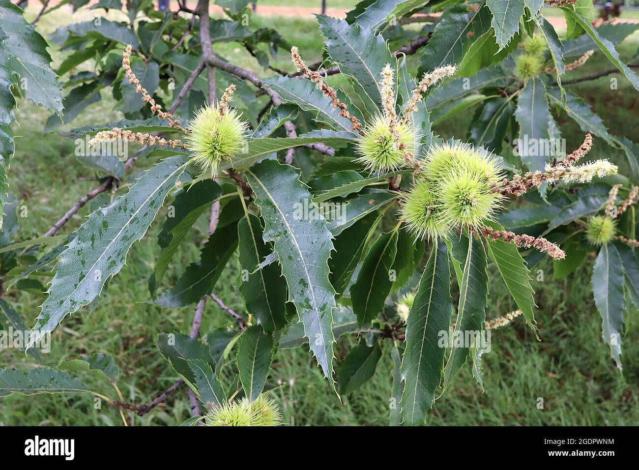 Long seed hi-res stock photography and images - Alamy