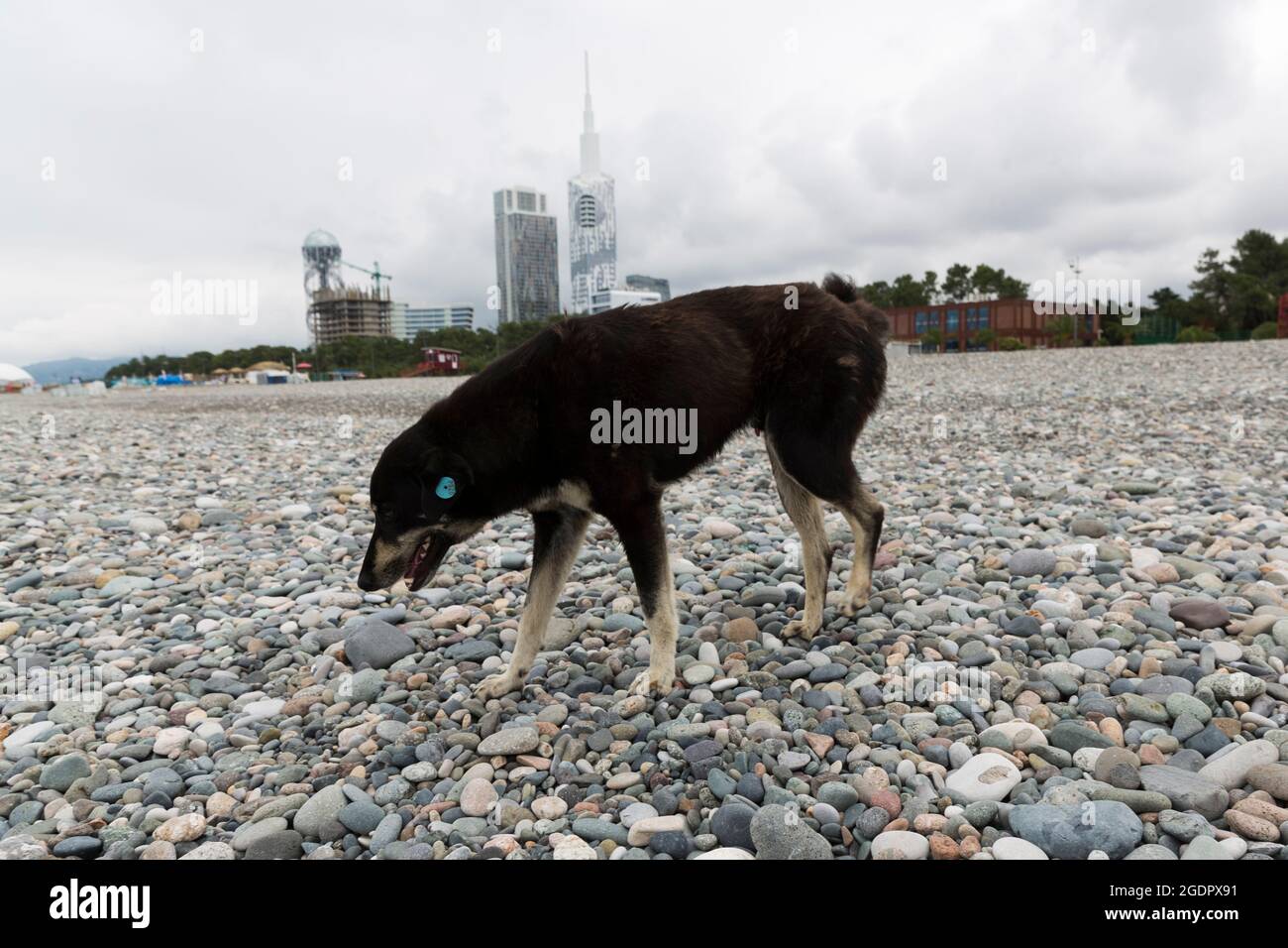 Wild stray cats and dogs on the city streets Stock Photo - Alamy