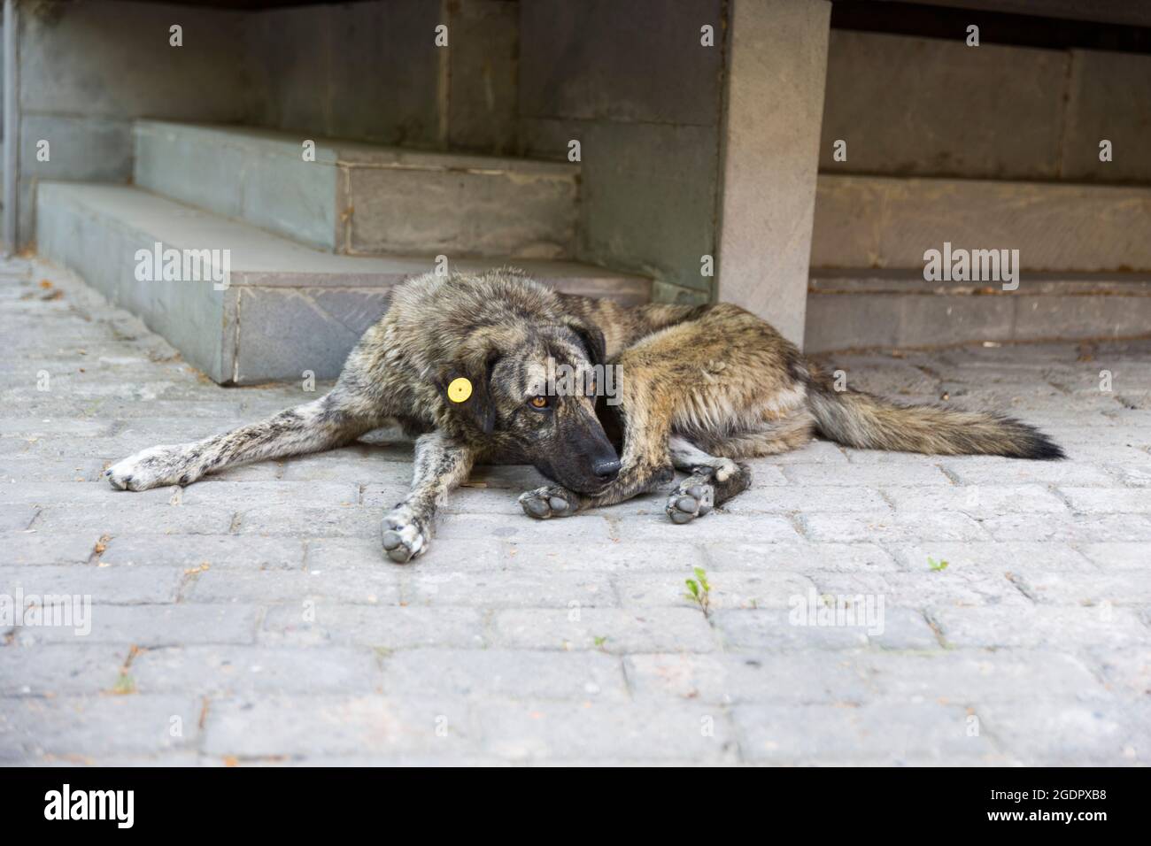 Wild stray cats and dogs on the city streets Stock Photo - Alamy