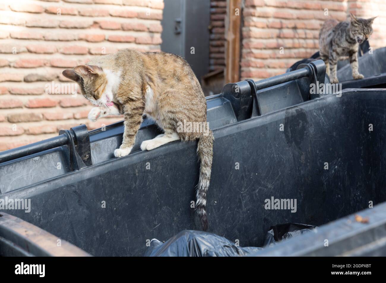 Wild stray cats and dogs on the city streets Stock Photo - Alamy