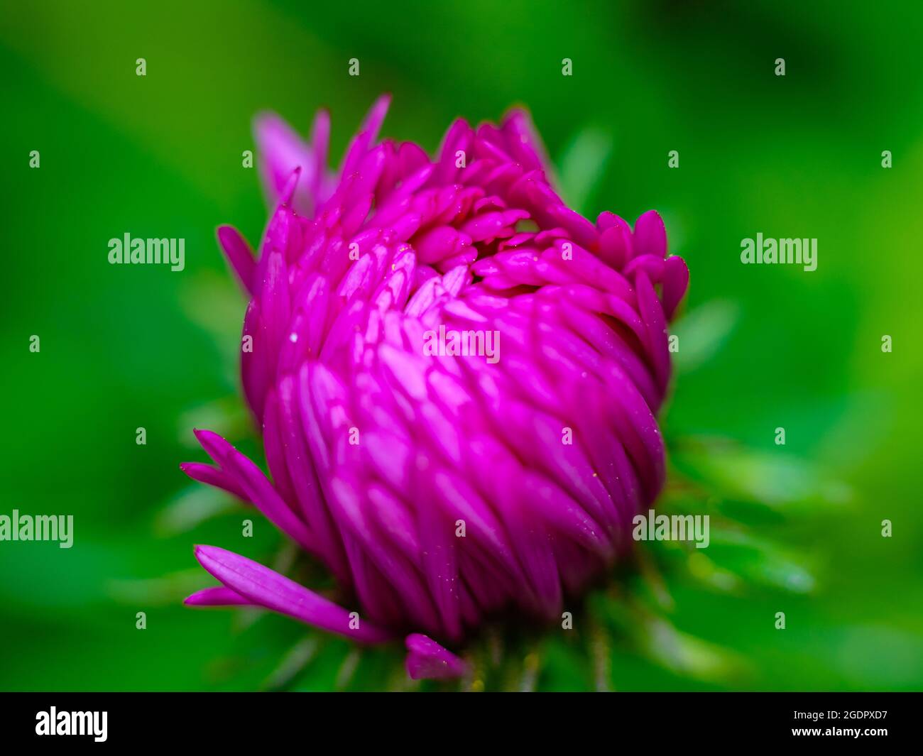 Half blossom hi-res stock photography and images - Alamy