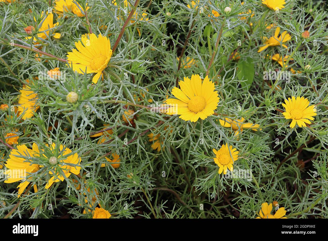 Cladanthus arabicus golden crown hi-res stock photography and images ...
