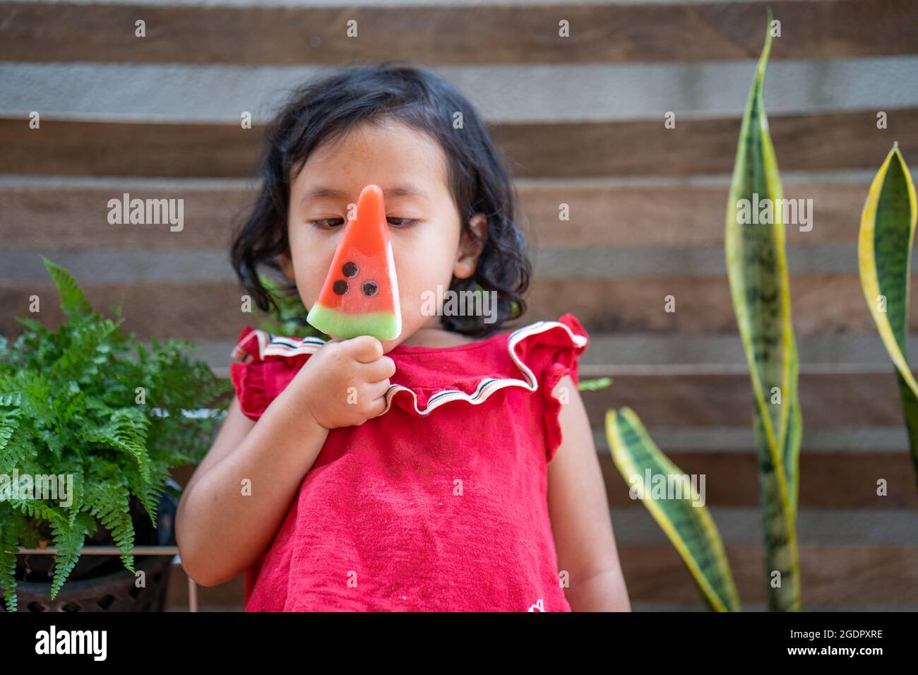 Cute Southeast Asian female child enjoying eating watermelon ice pop in ...