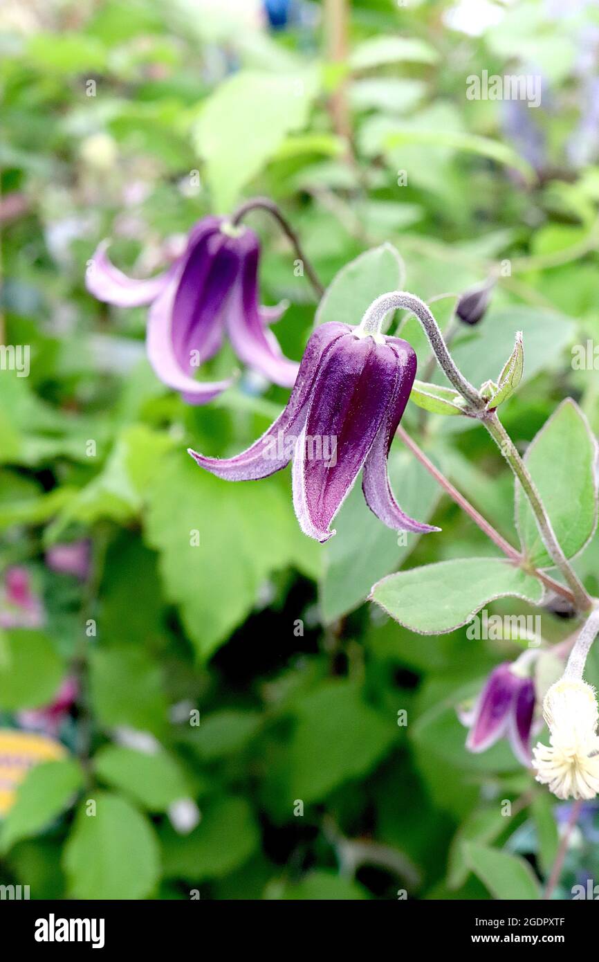 Clematis integrifolia fascination hi-res stock photography and images ...