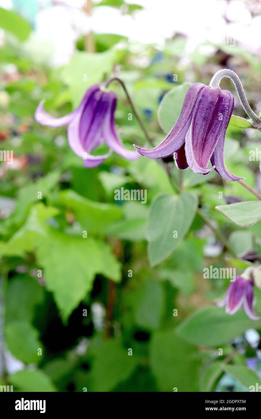 Clematis integrifolia fascination hi-res stock photography and images ...