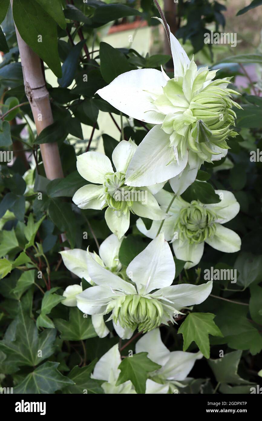 Clematis florida ‘Alba Plena’ Rosette-like white flowers with pale ...