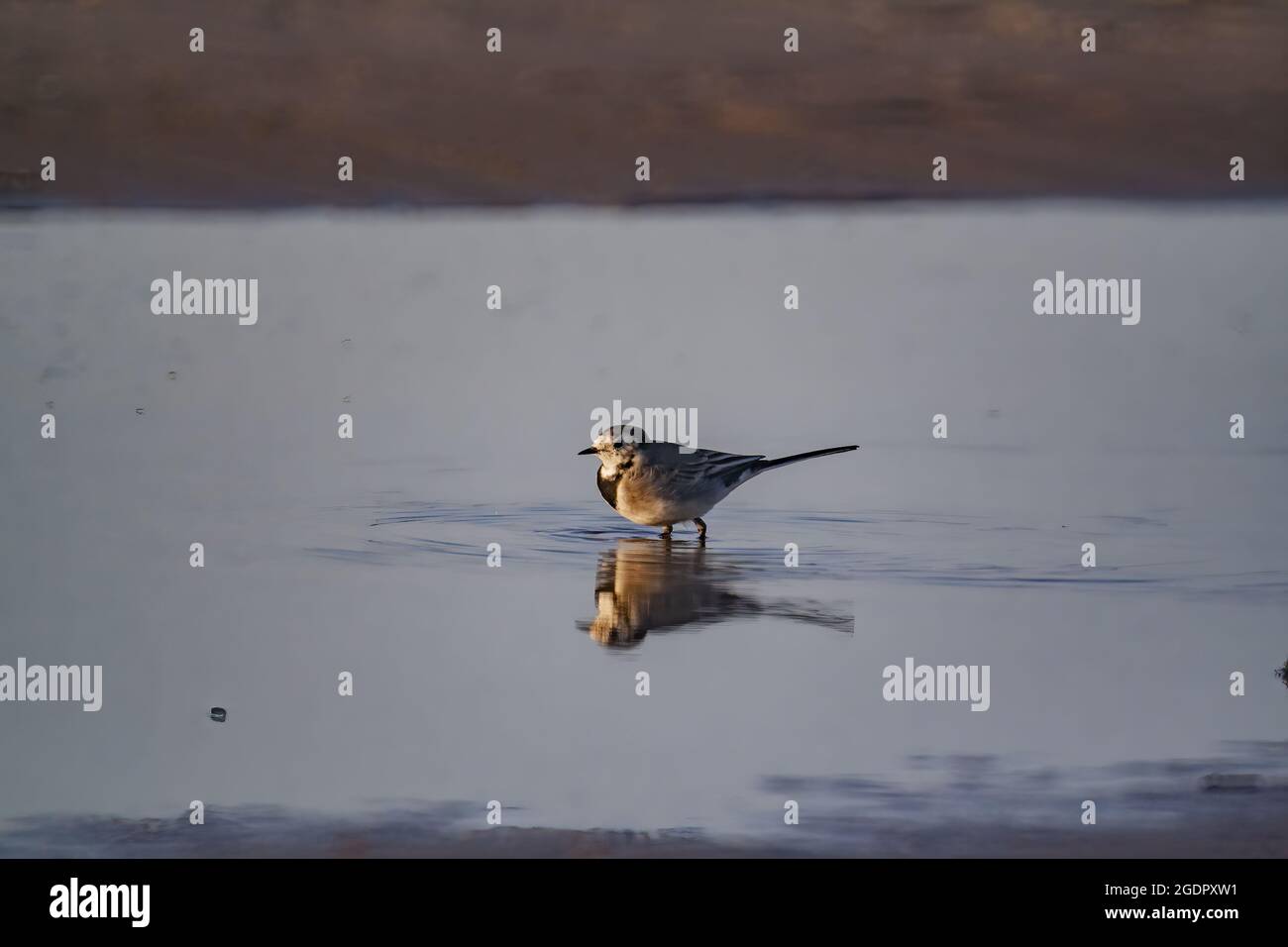 Beautiful small bird standing on a lake with its reflection shining on ...