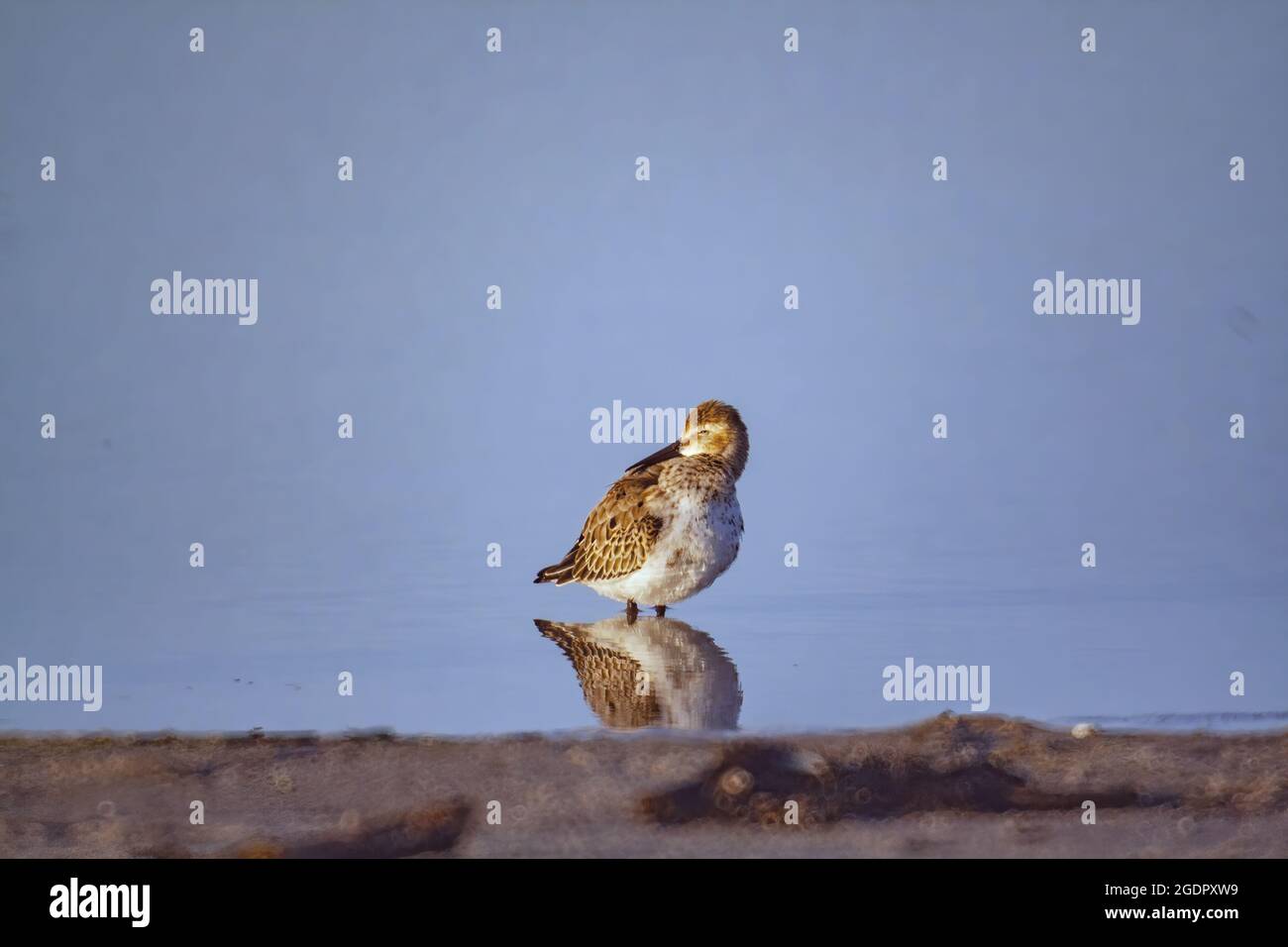 Closeup of a small brown bird standing on a clear blue lake with its ...