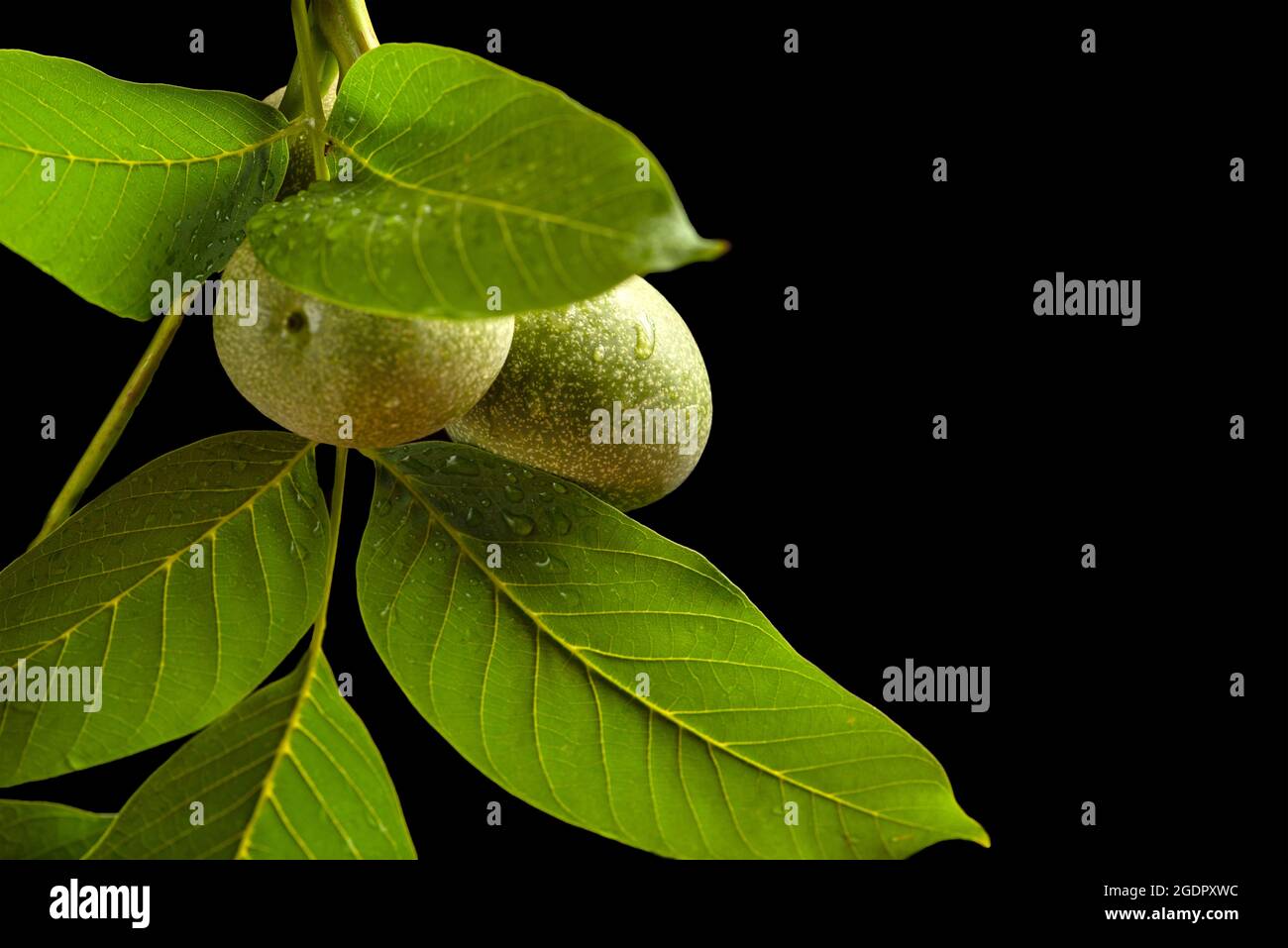 Black walnut leaves hi-res stock photography and images - Alamy
