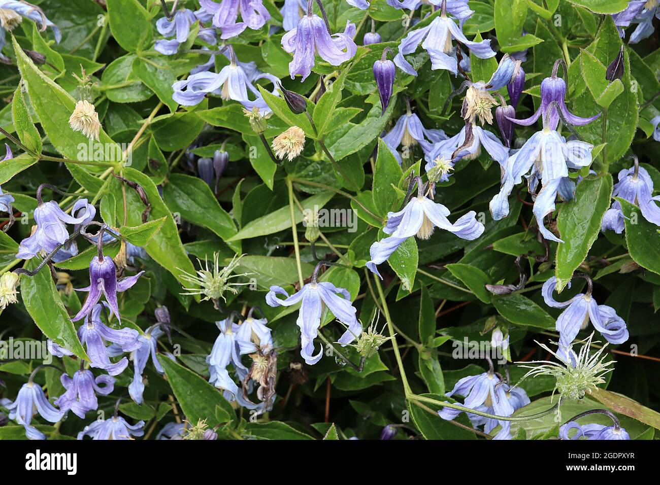 Clematis integrifolia ‘Blue Ribbons’ lavender blue bell-shaped flowers ...