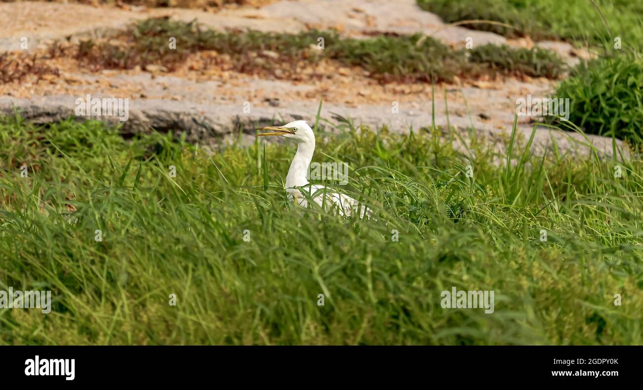 Closeup shot of a white heron walking in a grass field Stock Photo - Alamy