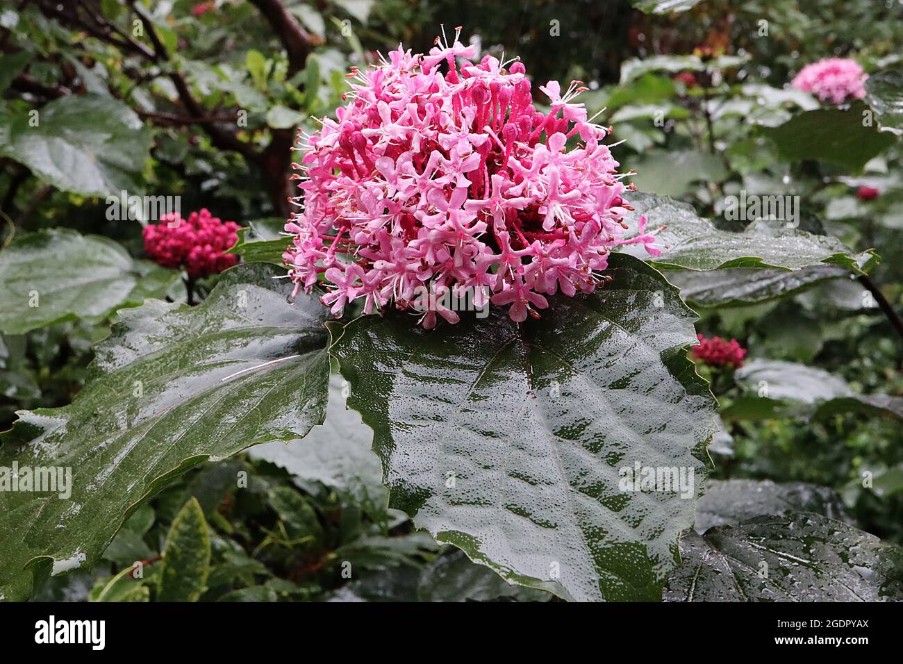 Clerodendrum bungei FLOWERS rose glory bower – domed cluster of medium ...