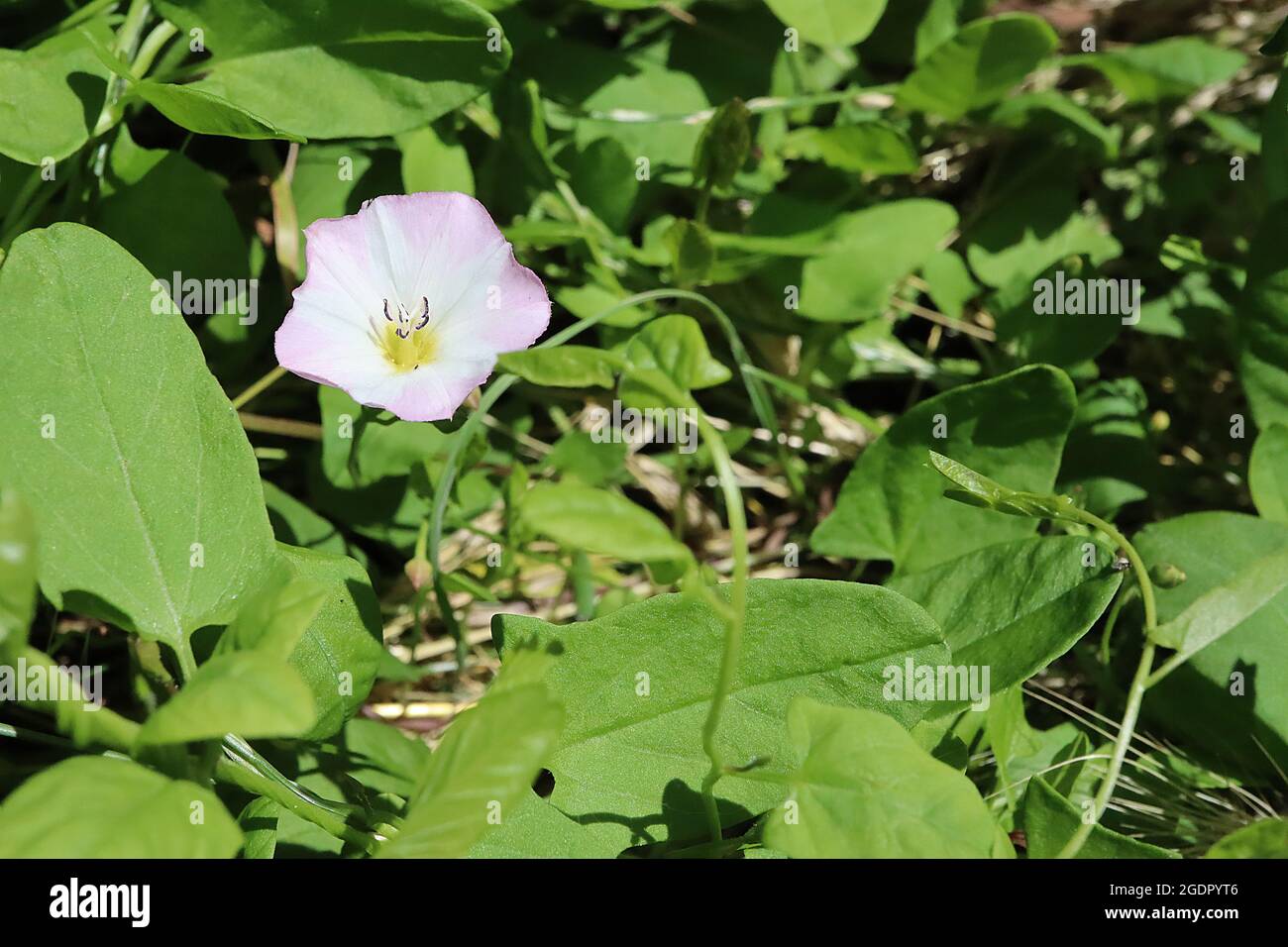 Trumpet like flowers hi-res stock photography and images - Alamy
