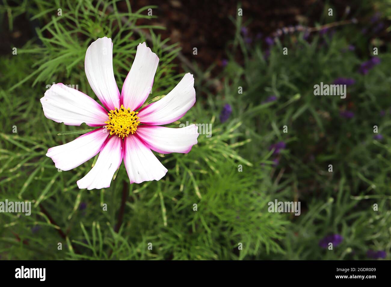 Cosmos bipinnatus ‘Candy Stripe’ white bowl-shaped flowers with crimson ...