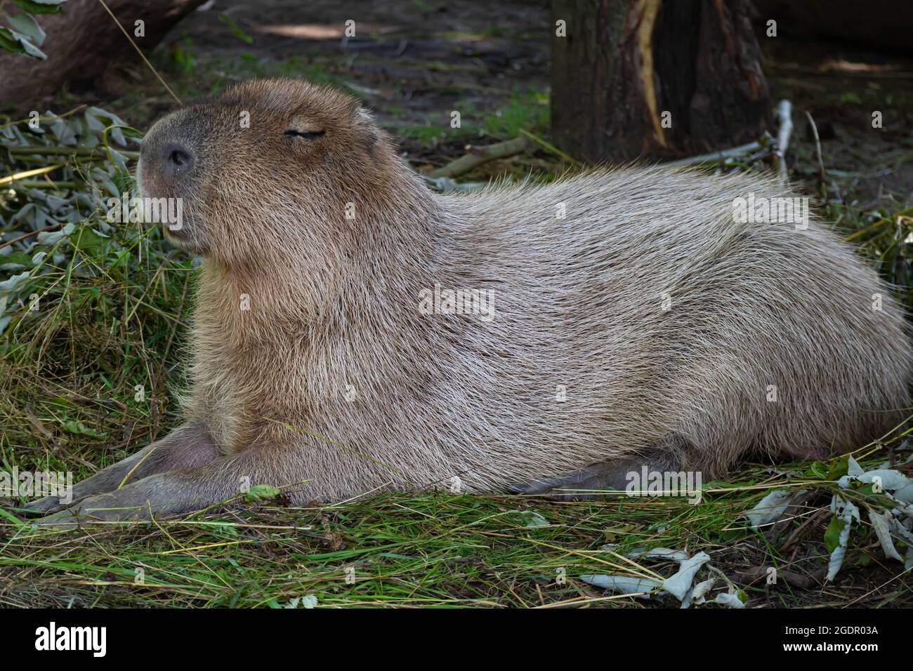 The largest rodent, the capybara, lies on the green grass. The capybara ...