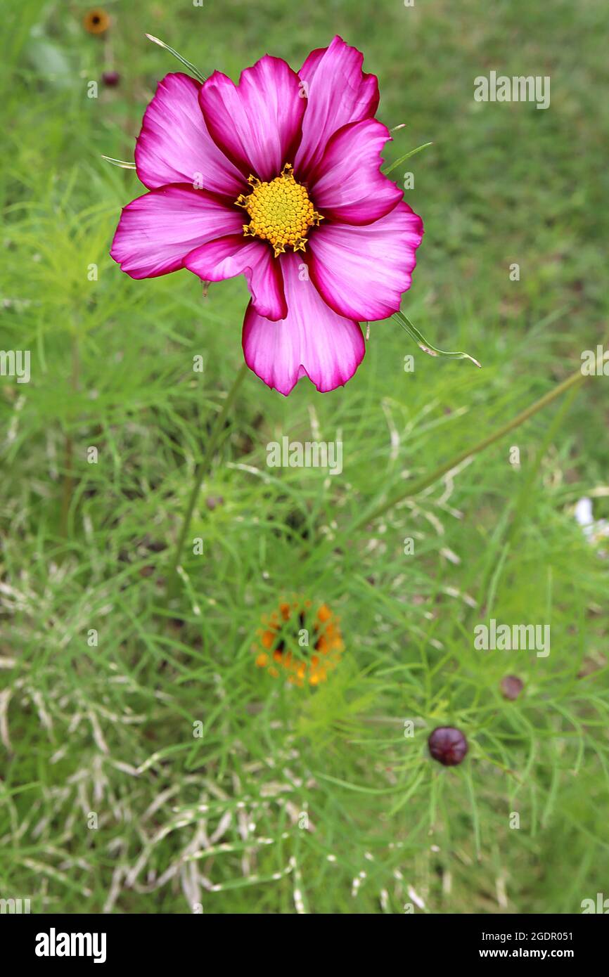 Cosmos bipinnatus ‘Candy Stripe’ pale pink bowl-shaped flowers with ...