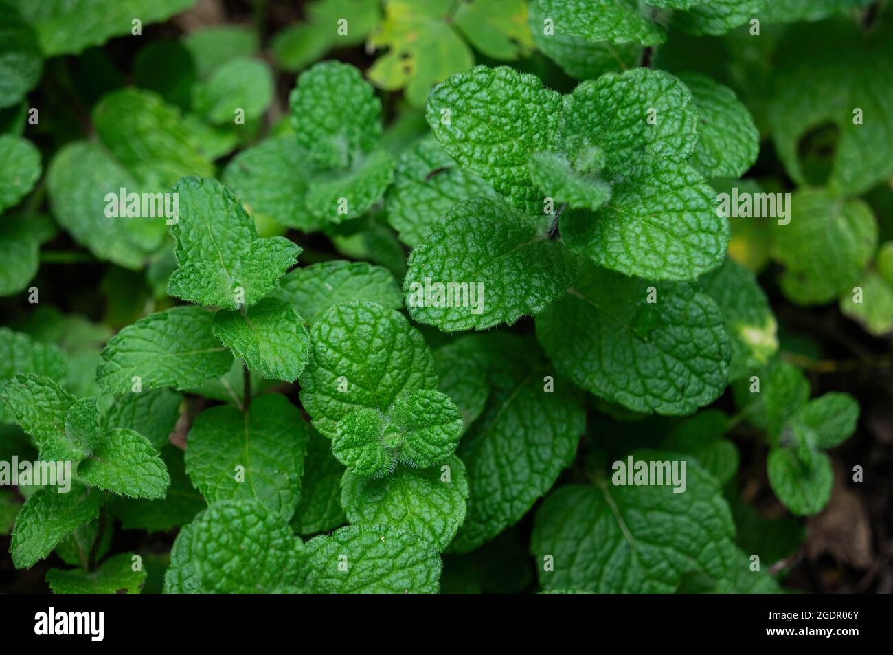 Close Up detail of some Mint leaves (Mentha x villosa Huds - a species ...