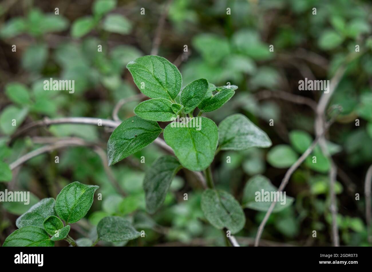 Close up shot of some Oregano leaves, (Origanum vulgare - a species of ...