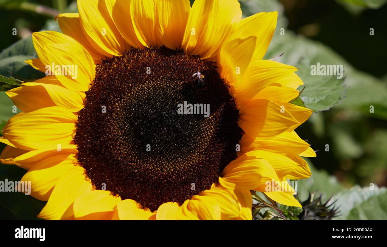 Sunflower helianthus bee in hi-res stock photography and images - Alamy