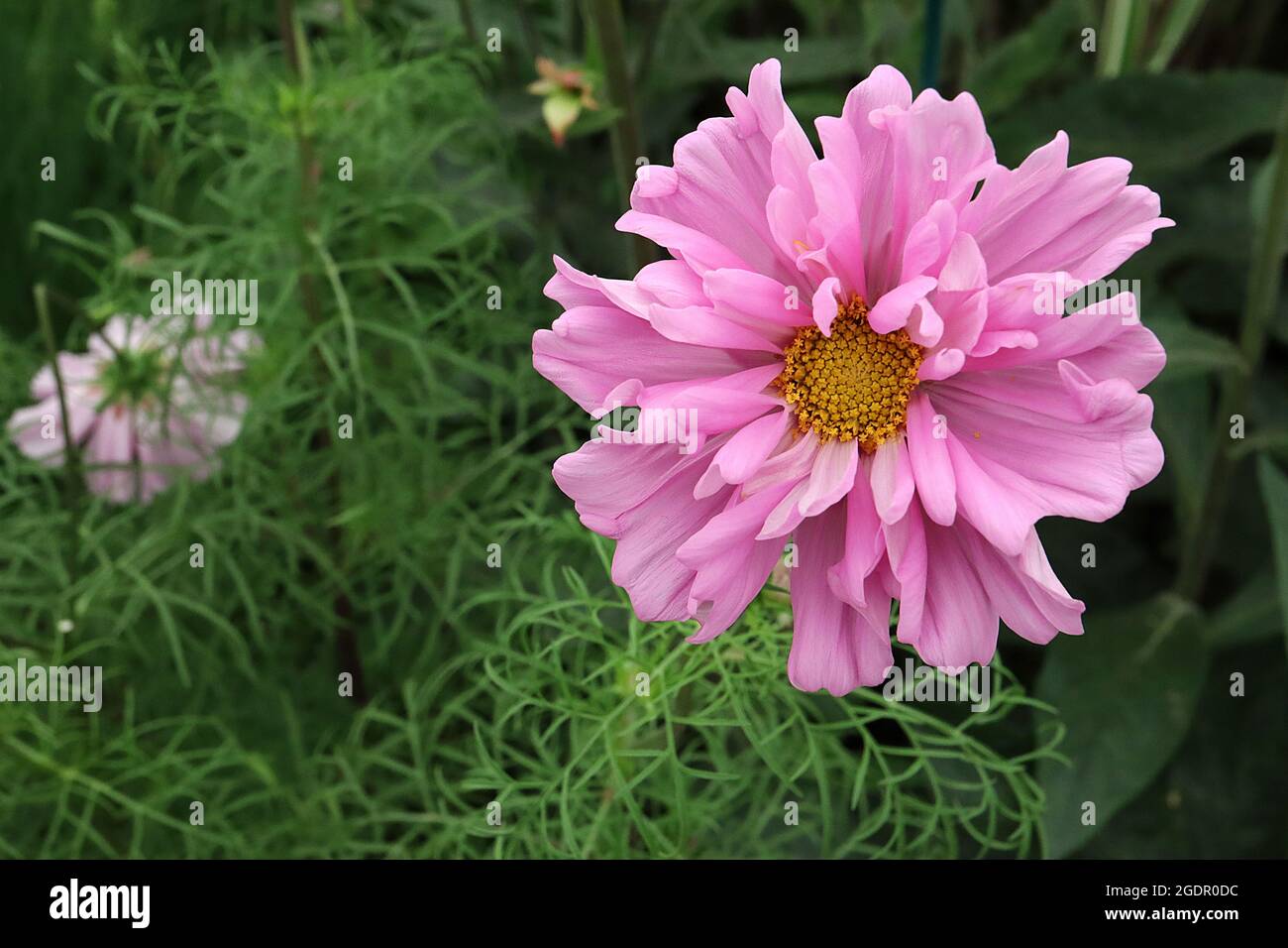 Cosmos bipinnatus ‘Double Click Mix’ double medium pink bowl-shaped ...