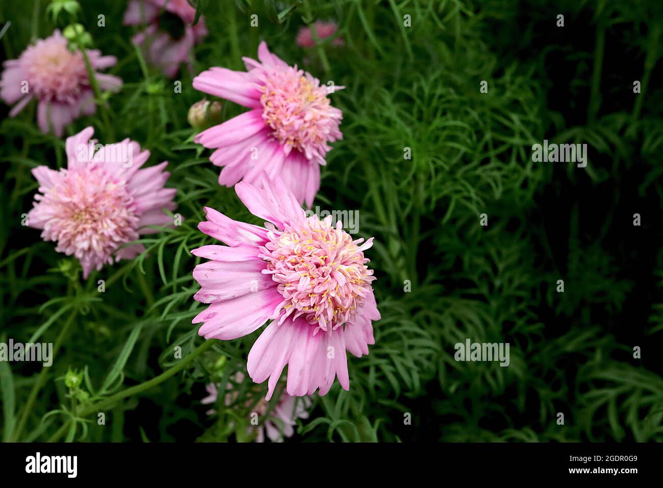 Petaloid crown hi-res stock photography and images - Alamy