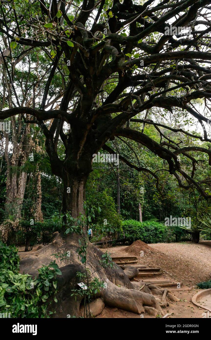 A big tree without leaves located nearby the snack bar of Minas gerais ...