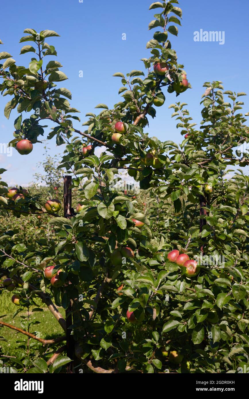 Apples seen on tree in August, UK Stock Photo - Alamy