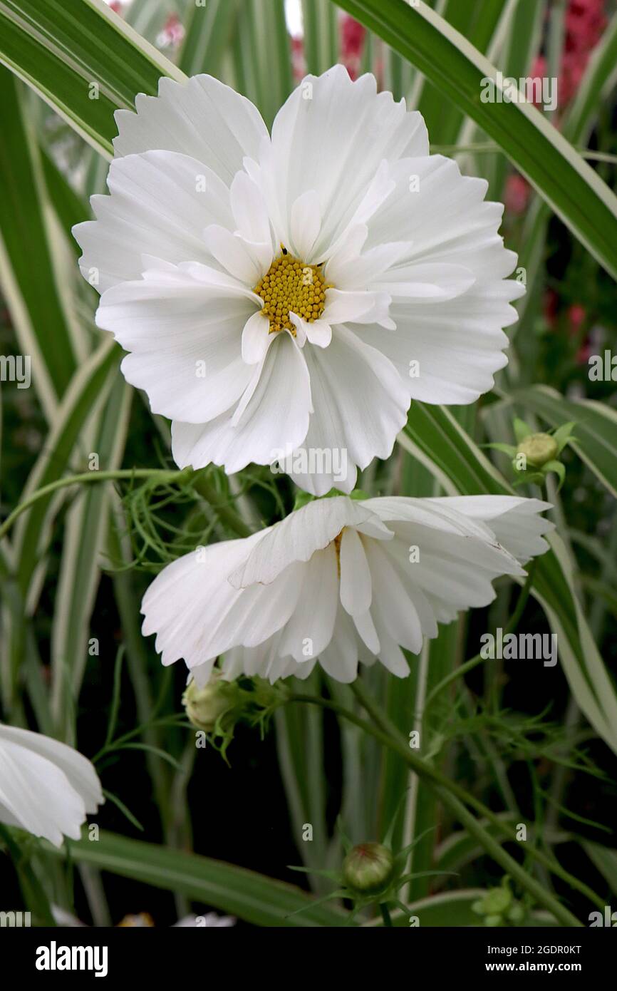 Cosmos bipinnatus ‘Psyche White’ double white bowl-shaped flowers with ...