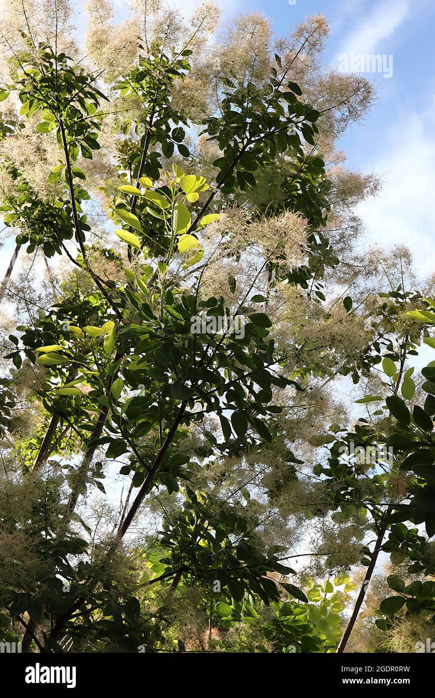 Cotinus coggygria ‘Golden Spirit’ smoke tree Golden Spirit - fluffy ...