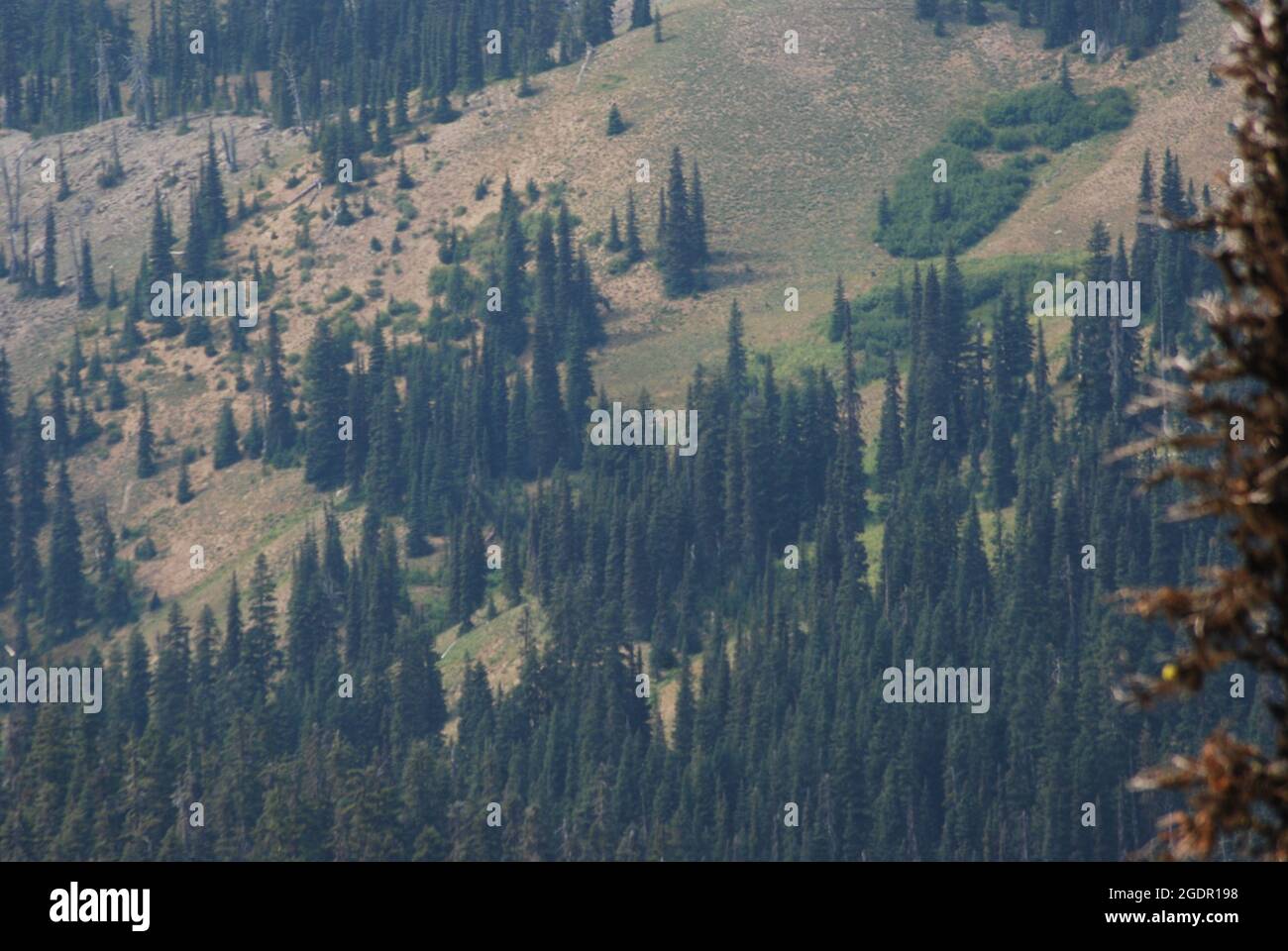 Trees along the Cascade Mountains in Eastern Washington Stock Photo - Alamy