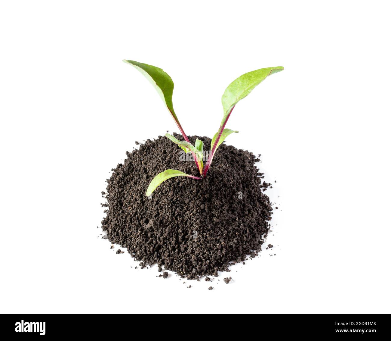Beetroot seedling Cut Out Stock Images & Pictures - Alamy