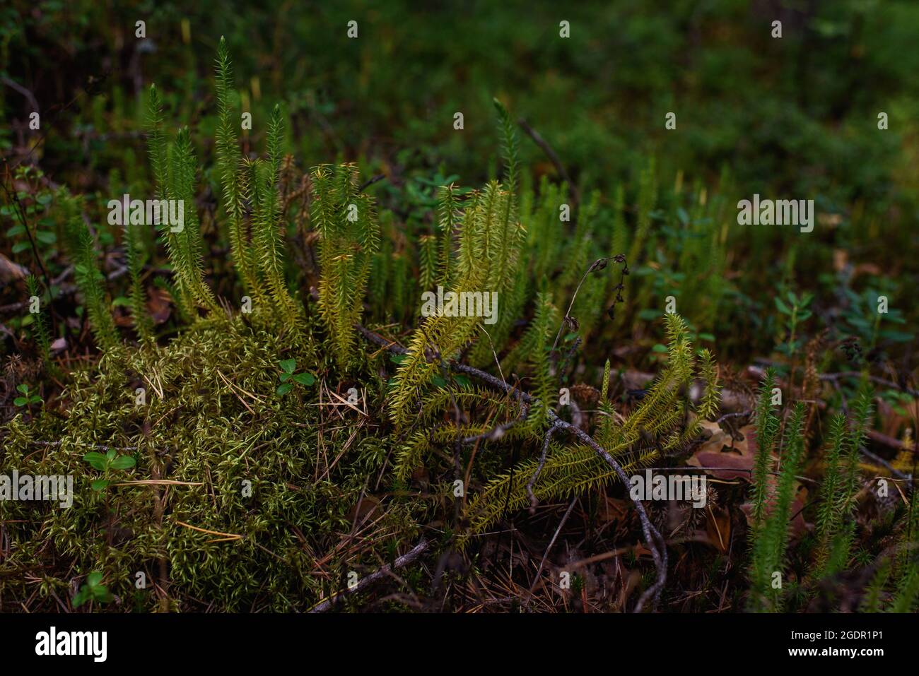 Plants in the taiga forest in a swampy area. Lycopodium close-up Stock ...