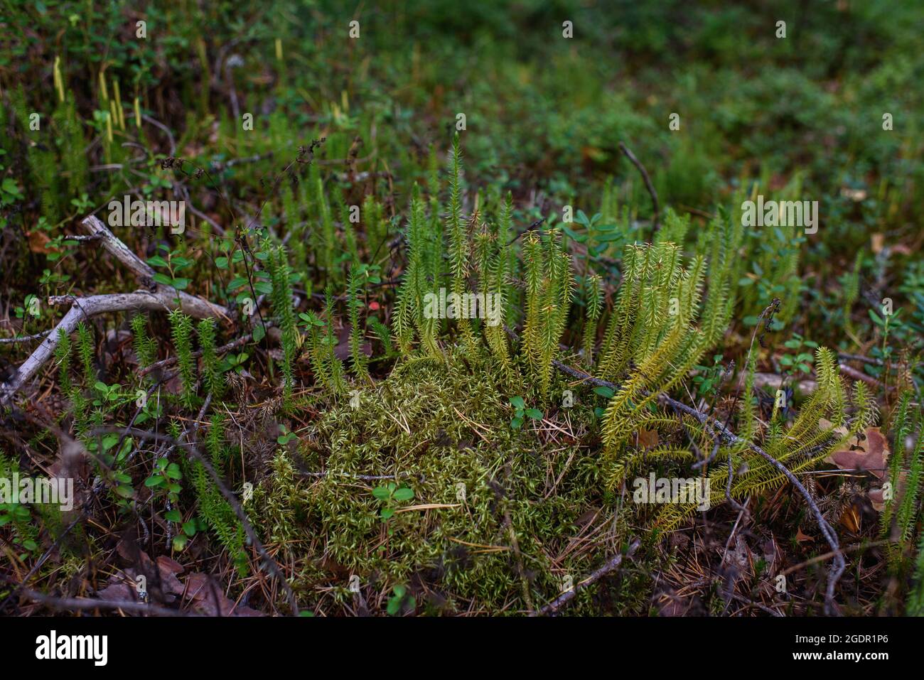 Taiga Plants Names