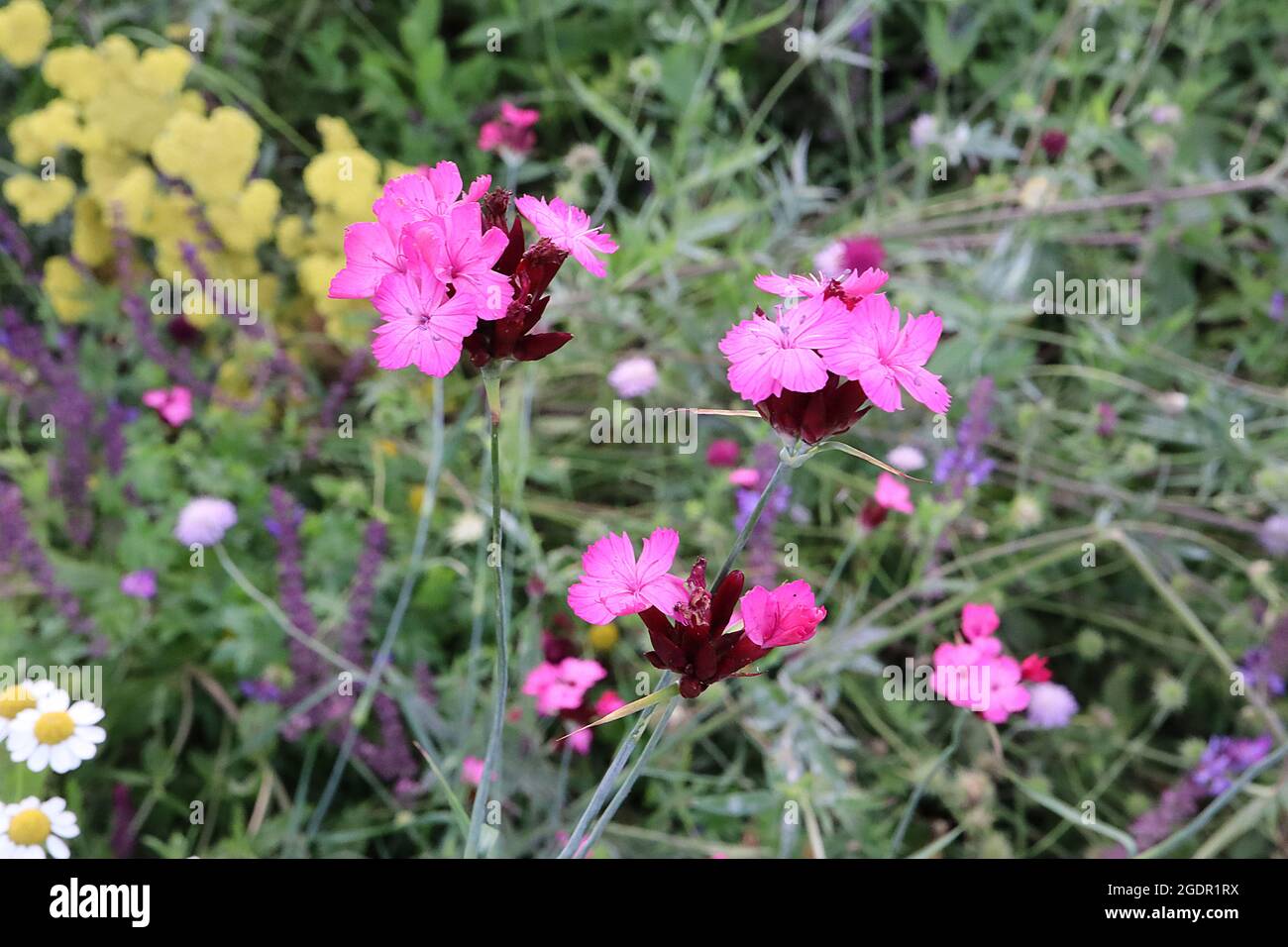 Tall thin flowers hi-res stock photography and images - Alamy