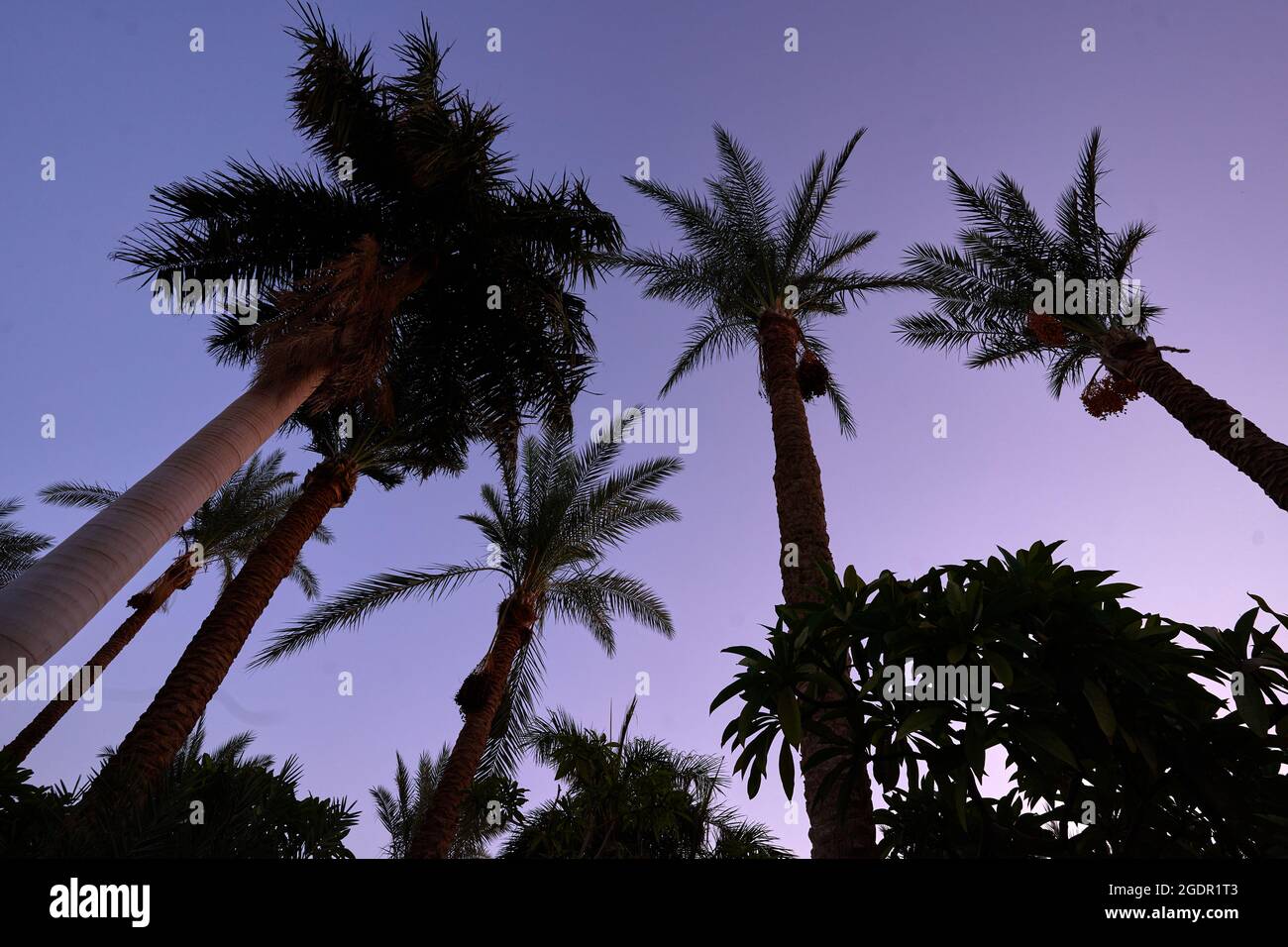 Palm tree in the backlight. Silhouettes of palm trees. Date palms ...