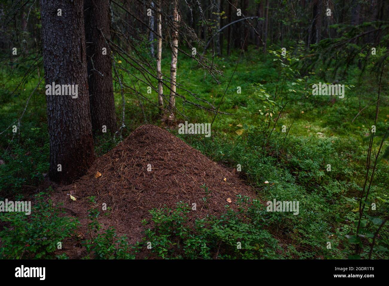 Forest landscape. An anthill under tall fir trees in the taiga forest ...